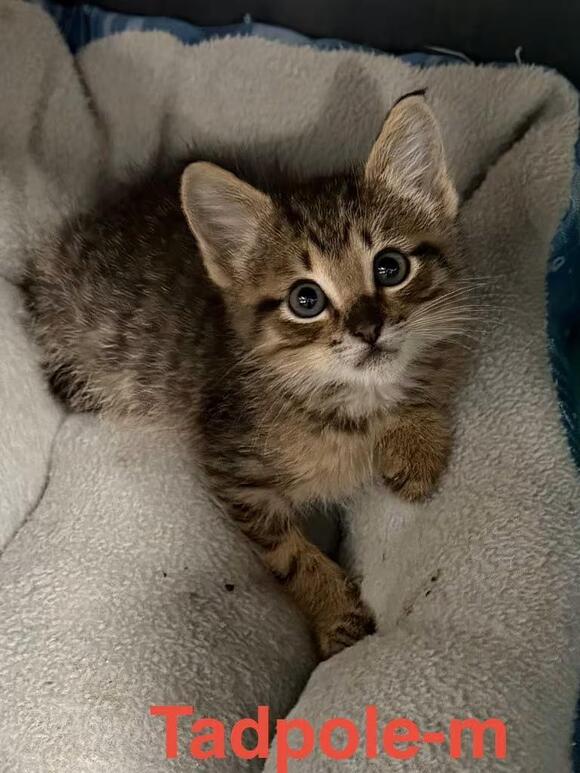 🐱 Playful Kittens Ready for Adoption in Brookhaven, MS - NewsBreak