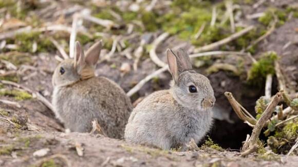 US States Terrorized By The Invasive European Rabbit - NewsBreak