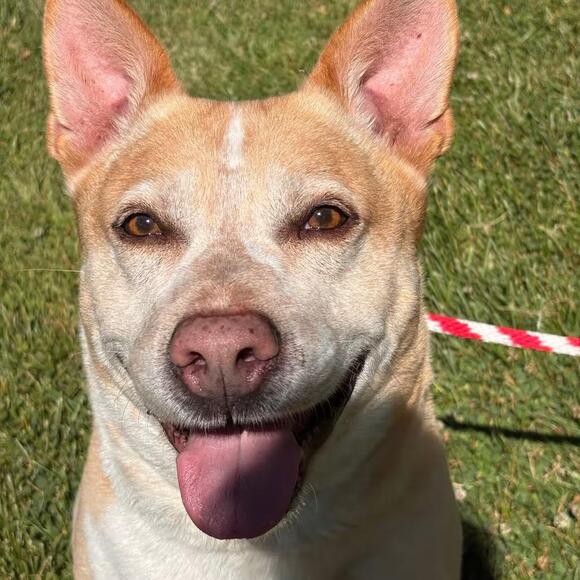 🐶 Gentle Seniors & Sweet Companions Ready for Adoption in York, PA ...