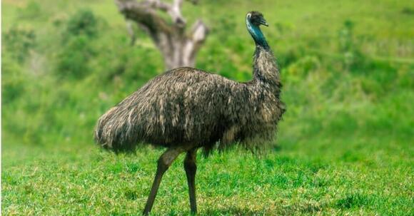 Emu vs. Ostrich: 9 Key Differences Between These Giant Birds - NewsBreak