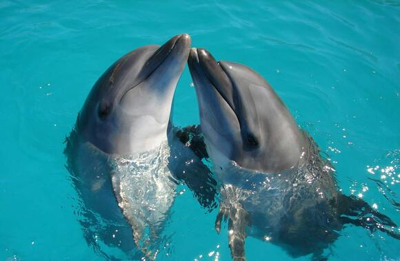 The Emotional Lives of Dolphins Explained - NewsBreak