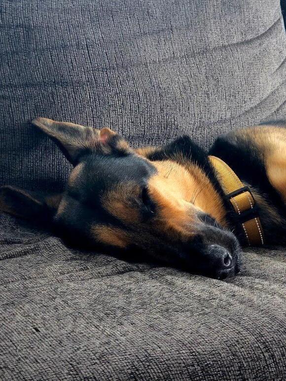 Brain Looks to Get His Dog Barry Out and About in 2026! - NewsBreak