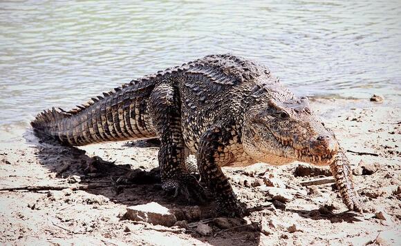 15 Most Endangered Reptiles In The World - NewsBreak