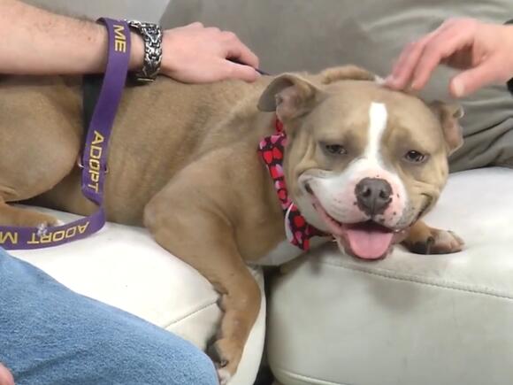 Records reveal Animal Foundation adoptees found dead, concerns about ...
