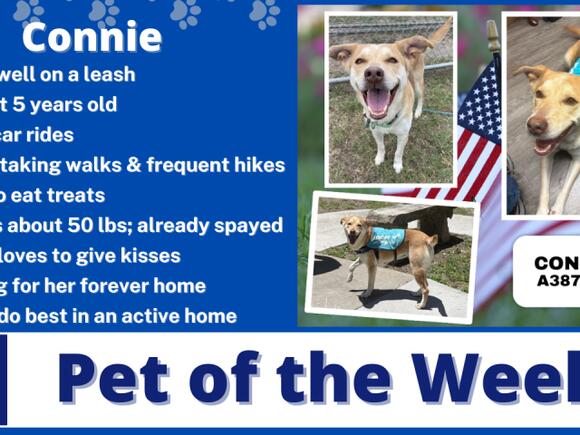 Pet of the Week: Connie - NewsBreak
