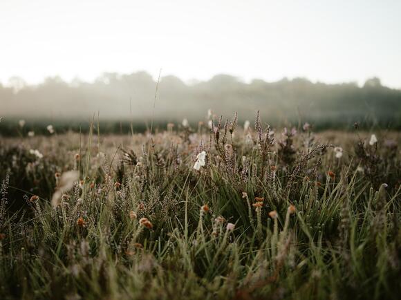 The Grass Wasn’t Greener: Why Most Dinosaurs Didn’t Munch on Lawns ...