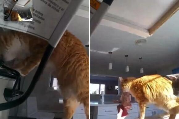 Orange Cat’s Crock-Pot Mastery: Viral Video Shows Brisket Theft in ...