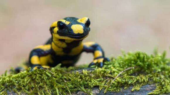 10 Animals That Signal Spring Has Arrived in America - NewsBreak