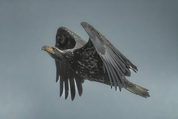 Microraptor: The Four-Winged Dinosaur That Tried to Fly - NewsBreak