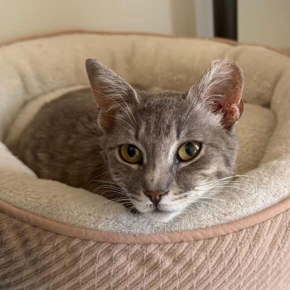 🐱 Sweet Kittens and Young Cats Ready for Adoption in Santa Barbara ...