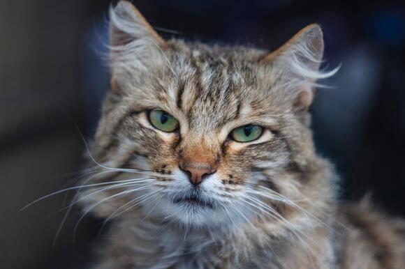 Shocking Cat Killing Competition Cancelled After Massive Public Outrage ...