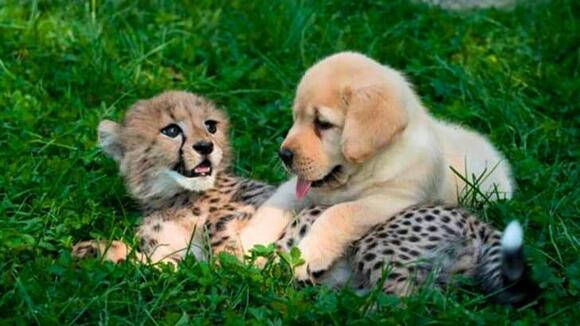 Top 10 Most Unexpected Animal Friendships That Will Melt Your Heart ...