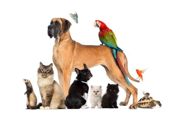 Mid-Michigan Pet Expo 2026 Brings Pet Fun to Flint - NewsBreak