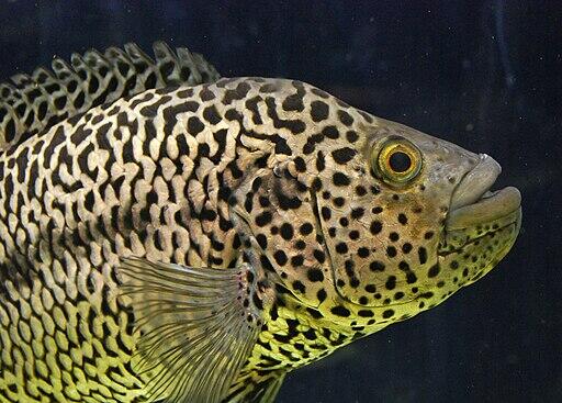 Why These Fish Build Nests as Complex as Birds - NewsBreak