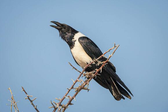 The Secret Behind Why Crows Bring Gifts to Certain People - NewsBreak