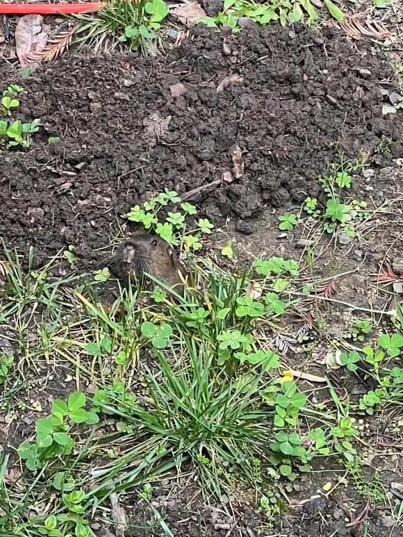 Finding These Holes In Your Yard Means A Rodent May Be Putting Your ...