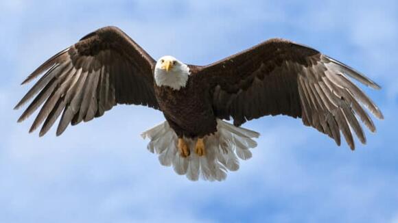 Meet The 20 Most Popular Animals Of Michigan - NewsBreak