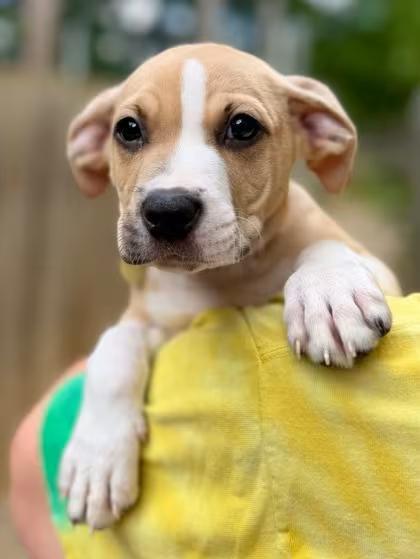 🐶 Playful & Loyal Dogs Ready for Adoption in Columbus - NewsBreak
