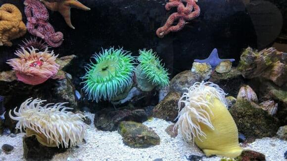 Why Sea Anemones Are Both Deadly and Beautiful - NewsBreak