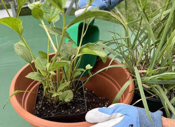 Mt. Cuba Center to Host Native Container Gardening Workshop - NewsBreak