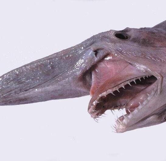 The 12 Ugliest-Looking Animals Ever - NewsBreak