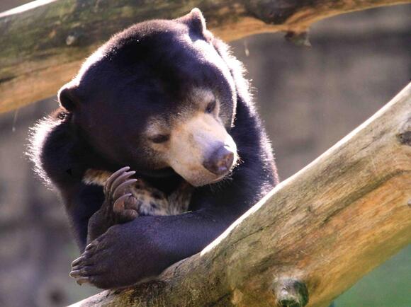 The Sun Bear’s Strange Tongue and Stranger Behavior: Ecology’s Tiny ...