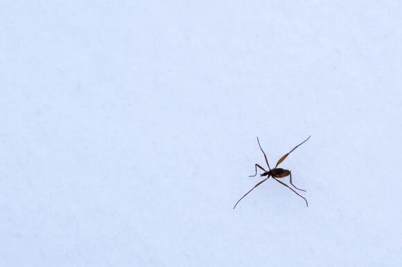 You might spot these tiny insects on the snow this winter - NewsBreak