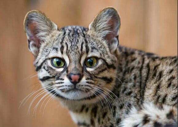 How to Know if a Utah Cat Is a Pet or Wild - NewsBreak