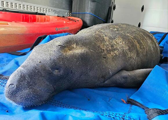 Manatee rescued from Key Largo canal - NewsBreak
