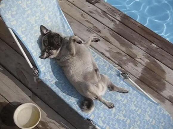 These 23 Funny Pet Tweets Are So Funny You May Want To Pee Before ...