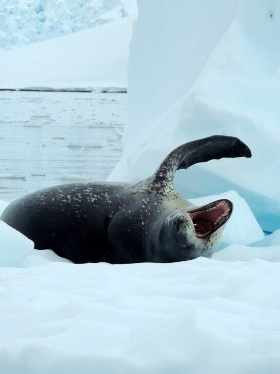 12 Dangerous Animals That Hide in Plain Sight - NewsBreak