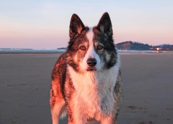 9 Pet Friendly Road Trips in America That Actually Deliver Everything ...