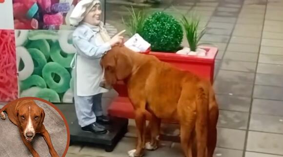 Stray Dog Begs Mechanical Statue for Love Until Real Family Comes Along ...