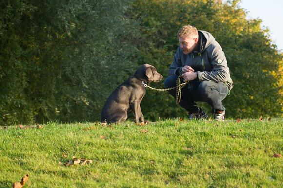 The Most Compatible Zodiac Pairings Between Dogs and Their Humans ...