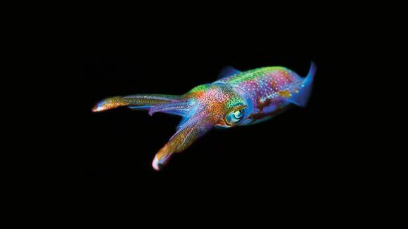 The Cuttlefish’s Color-Changing Mating Dance - NewsBreak