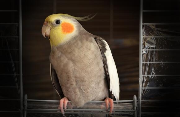 Experts Say UVB Lighting Mimic Vital Sunlight for Pet Birds - NewsBreak