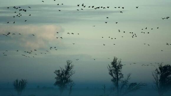 How Climate Change Is Affecting Animal Memory and Instinct - NewsBreak