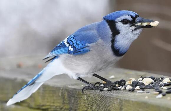 11 Backyard Birds That Disappear Right Before an Earthquake (Native ...