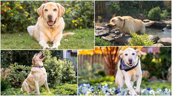 Remembering Walter: The CBS 6 Weather Dog who was a force of nature ...