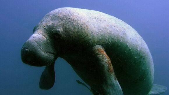 How Florida’s Manatees are Fighting for Survival - NewsBreak