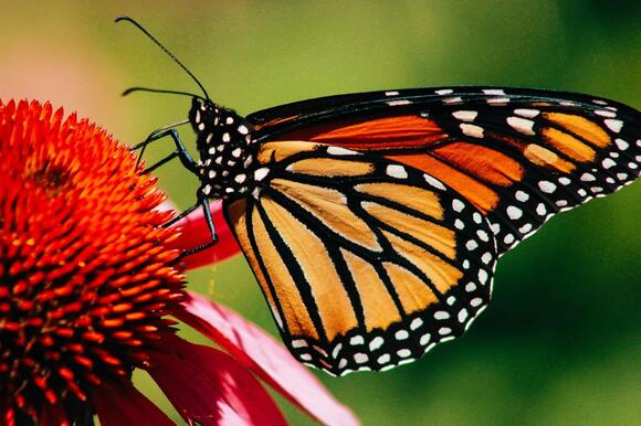 10 Times Nature Created Perfect Symmetry - NewsBreak