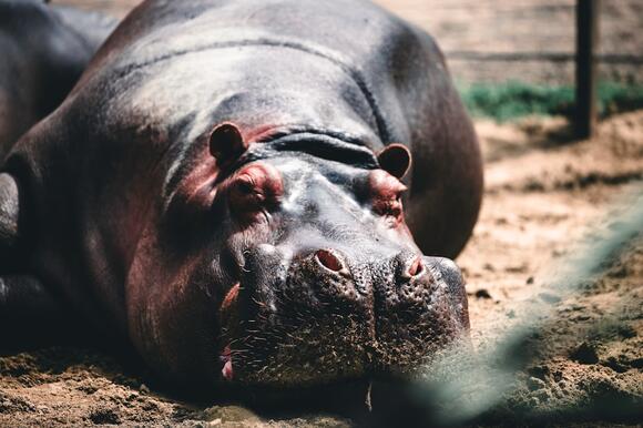 How Hippos Make Their Own Natural Sunscreen - NewsBreak