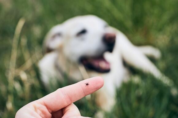 How To Identify And Manage Tiny Ticks In Maine - NewsBreak
