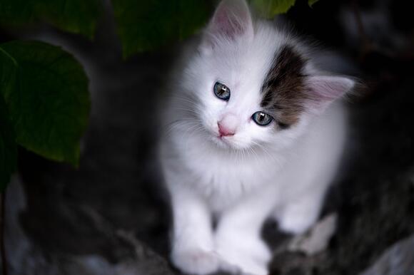 6 Cat-Focused Nonprofits Making Headlines This Year - NewsBreak