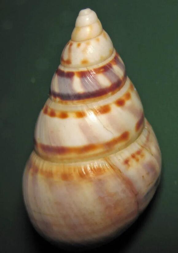 Complete Guide to Florida Snails: 18 Species You’ll Find in Your ...