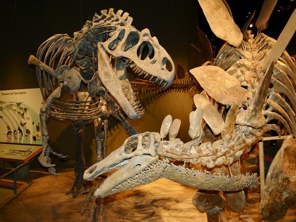 From Fossil Lab to Raptor Exhibit: Highlights at Denver’s Dino Hall ...