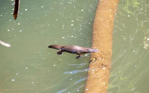 10 Animals That Defy Evolution, Possessing Traits Scientists Can’t ...