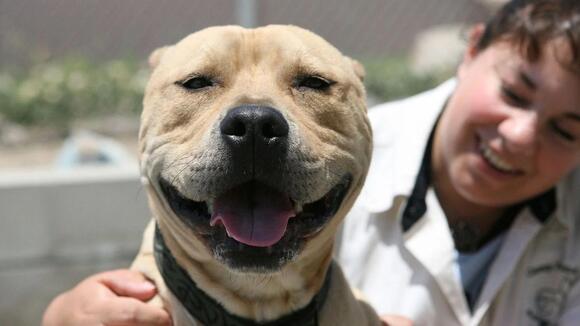 Why The Pit Bull is Often Misunderstood as The Most Feared Dog in The ...