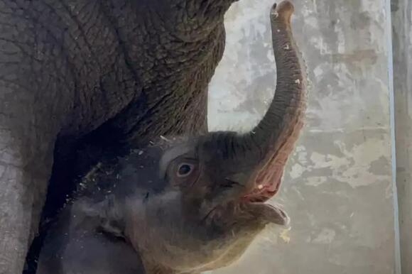 Everything You Need to Know About Missouri's Boo at the Zoo 2025 ...