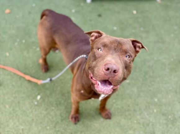 🐶 Playful, Gentle & Loyal Dogs Ready for Adoption in Los Angeles ...